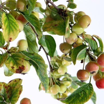 Red Sentinel Crab Apple Trees For Sale | Trees Direct