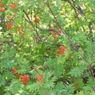 Bare Root Rowan Tree | Trees Direct