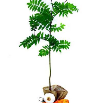 Bare Root Rowan Tree | Trees Direct