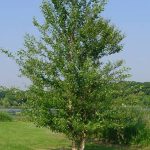 Silver Birch Trees For Sale | Trees Direct