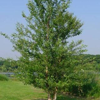 Silver Birch Trees For Sale | Trees Direct