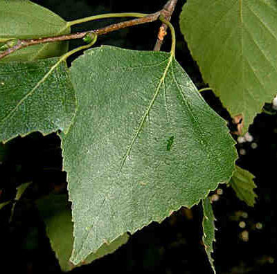 Silver Birch Trees For Sale | Trees Direct