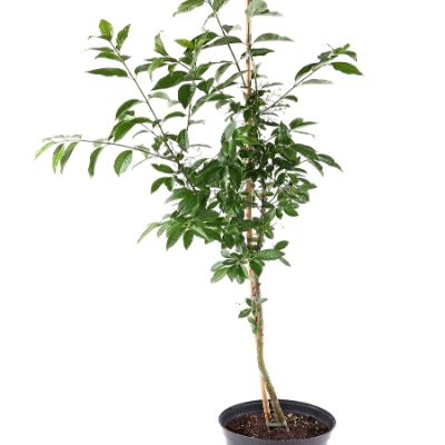 Bare Root Spindle Tree | Trees Direct