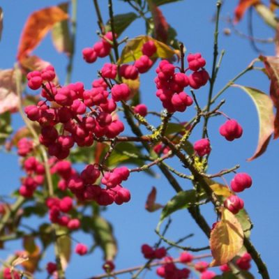 Spindle Trees For Sale | Trees Direct