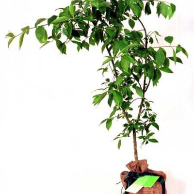 Spindle Trees For Sale | Trees Direct