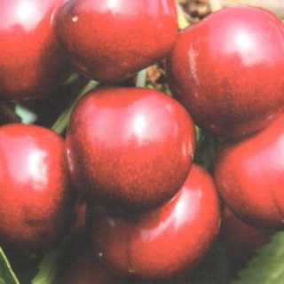 Stella Cherry Trees for Sale - Choose your Stella Cherry Plant