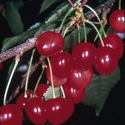 Sweetheart Cherry Trees For Sale | Trees Direct