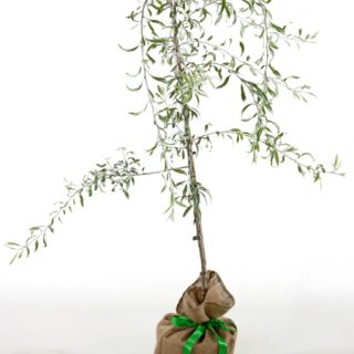 Weeping Silver Pear Trees For Sale | Trees Direct