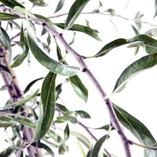 Weeping Silver Pear Trees For Sale | Trees Direct