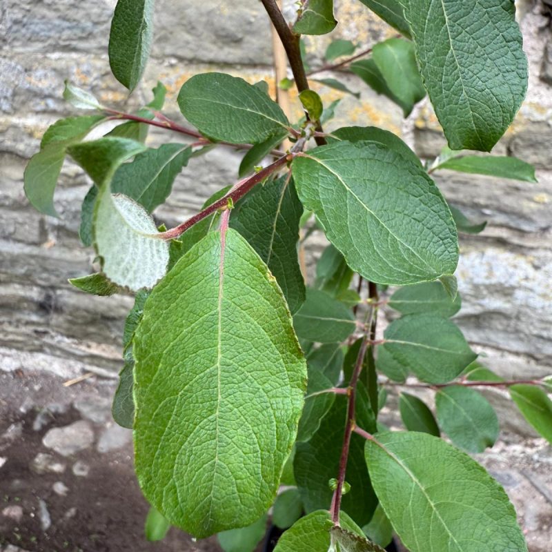 Bare Root Willow Trees for Sale | Buy Online at Trees Direct