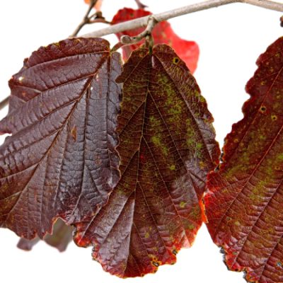 Witch Hazel Trees For Sale | Trees Direct