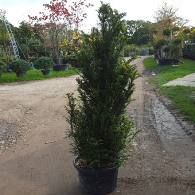 Yew Trees For Sale | Trees Direct