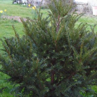 Yew Trees For Sale | Trees Direct