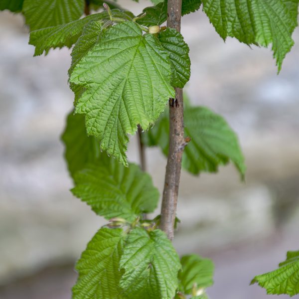 Bare Root Hazel Tree | Trees Direct