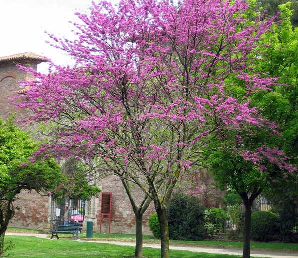 Trees For Sale | Buy Trees and Shrubs Online in the UK | Trees Direct