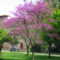 Judas Tree for Sale | Trees Direct
