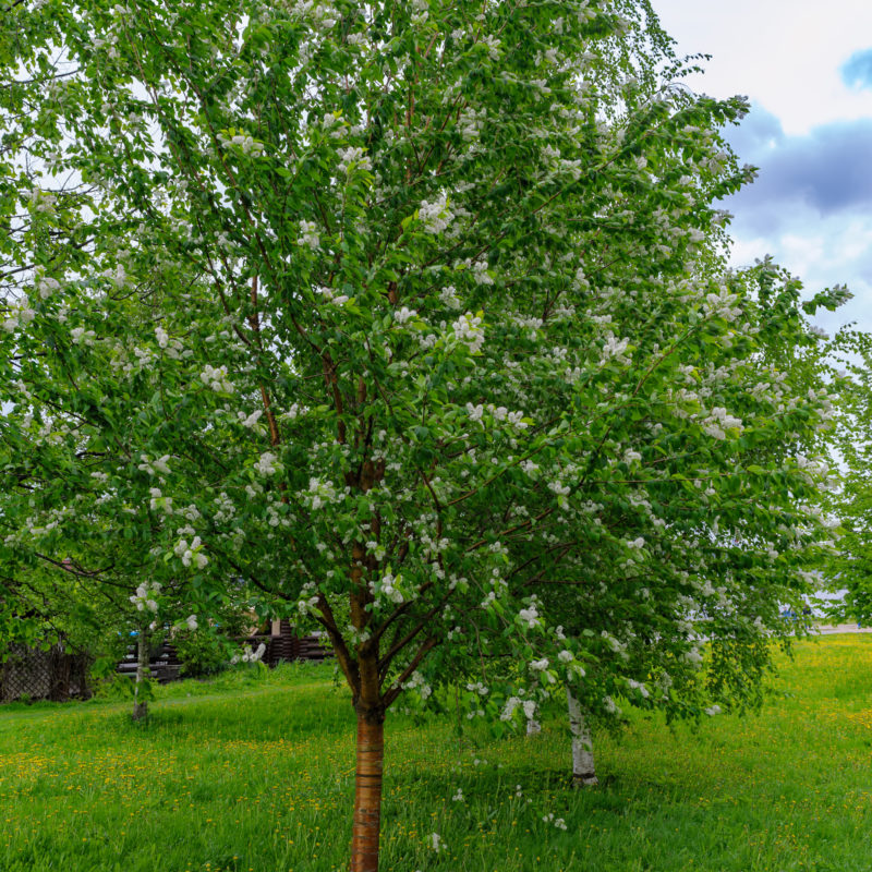 Bird Cherry Trees For Sale | Trees Direct