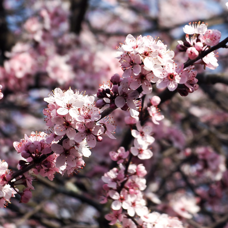 Cherry Plum Trees For Sale | Trees Direct