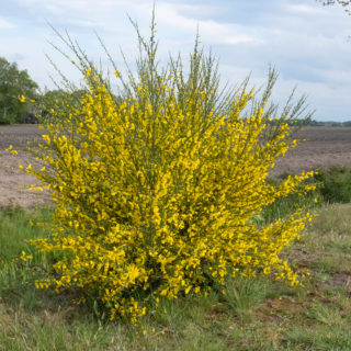 Broom Plant For Sale | Trees Direct