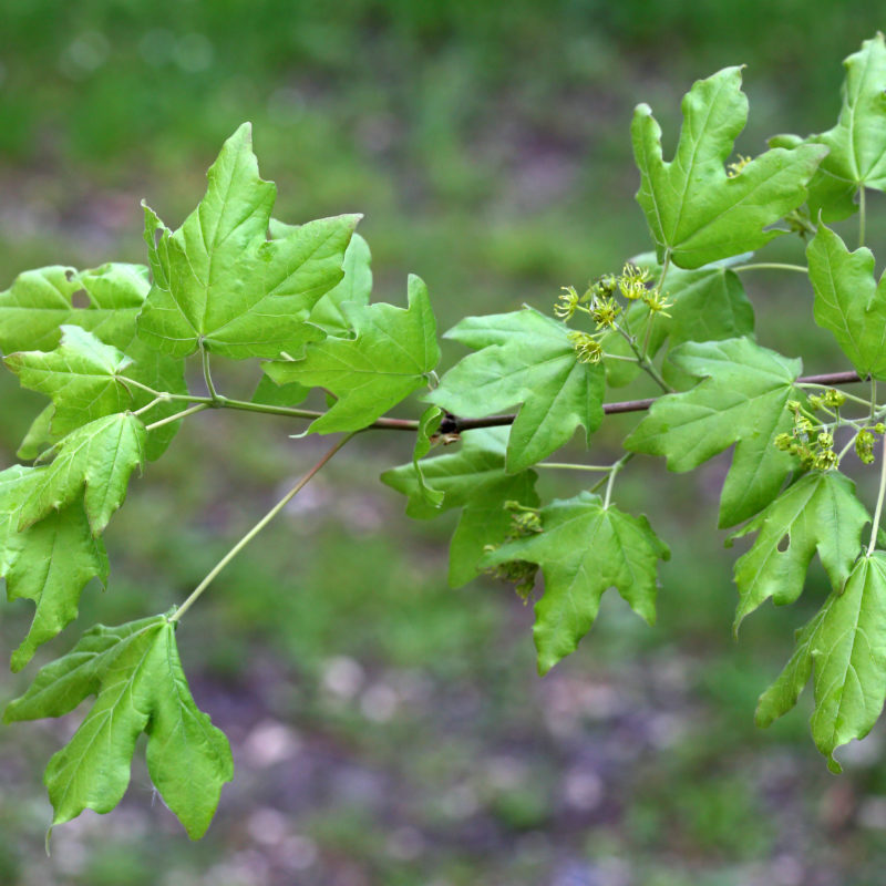 Field Maple Trees For Sale | Trees Direct
