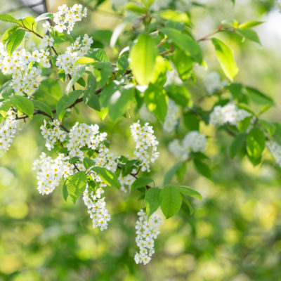 Bird Cherry Trees For Sale | Trees Direct