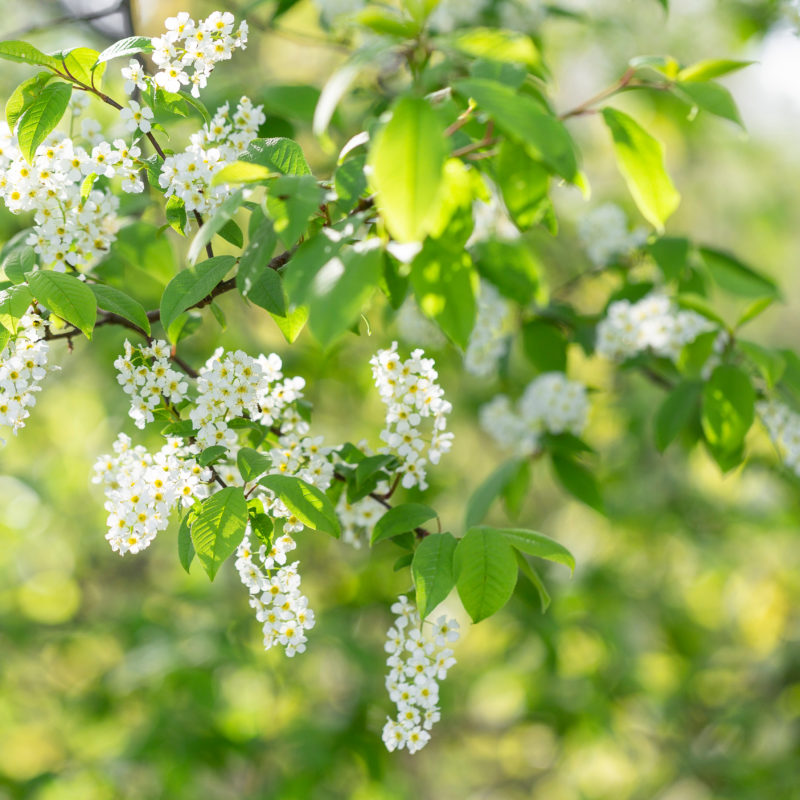 Bird Cherry Trees For Sale | Trees Direct