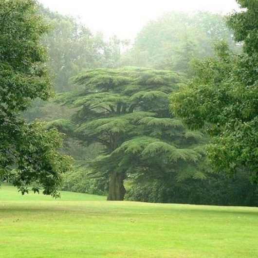 Ornamental Trees & Decorative Trees For Sale | By Trees Direct