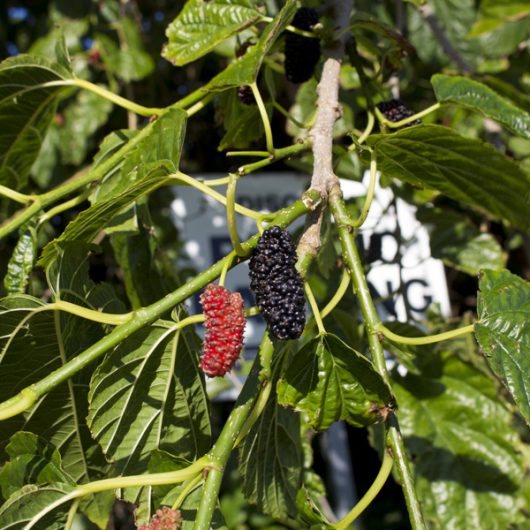 mulberry-trees | Trees Direct