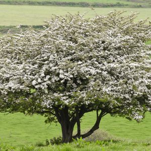 Native British Trees For Sale | Trees Direct