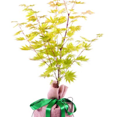 Jordan Japanese Maple Trees For Sale | Trees Direct