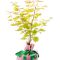 Jordan Japanese Maple Trees For Sale | Trees Direct