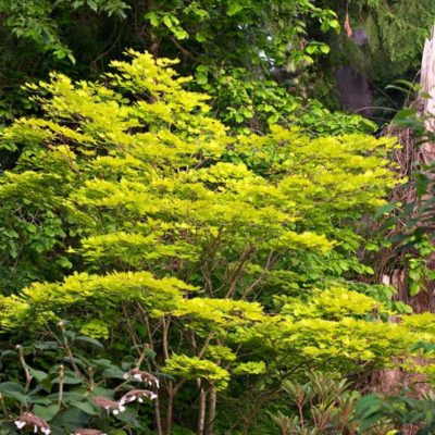 Jordan Japanese Maple Trees For Sale | Trees Direct