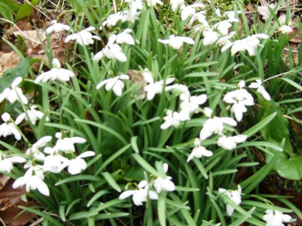 snowdrops | Trees Direct