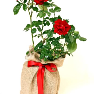 Rose Ruby Wedding | Trees Direct