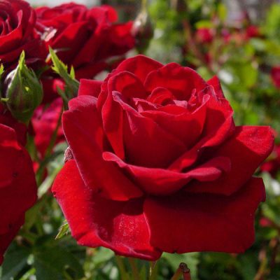 Rose Ruby Wedding | Trees Direct