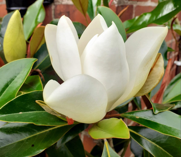 Magnolia Trees For Sale | Buy Magnolia Trees | Trees Direct