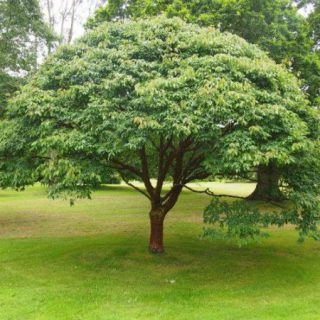 Maple Paper Bark Trees For Sale | Trees Direct