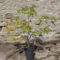 Maple Paper Bark Trees For Sale | Trees Direct