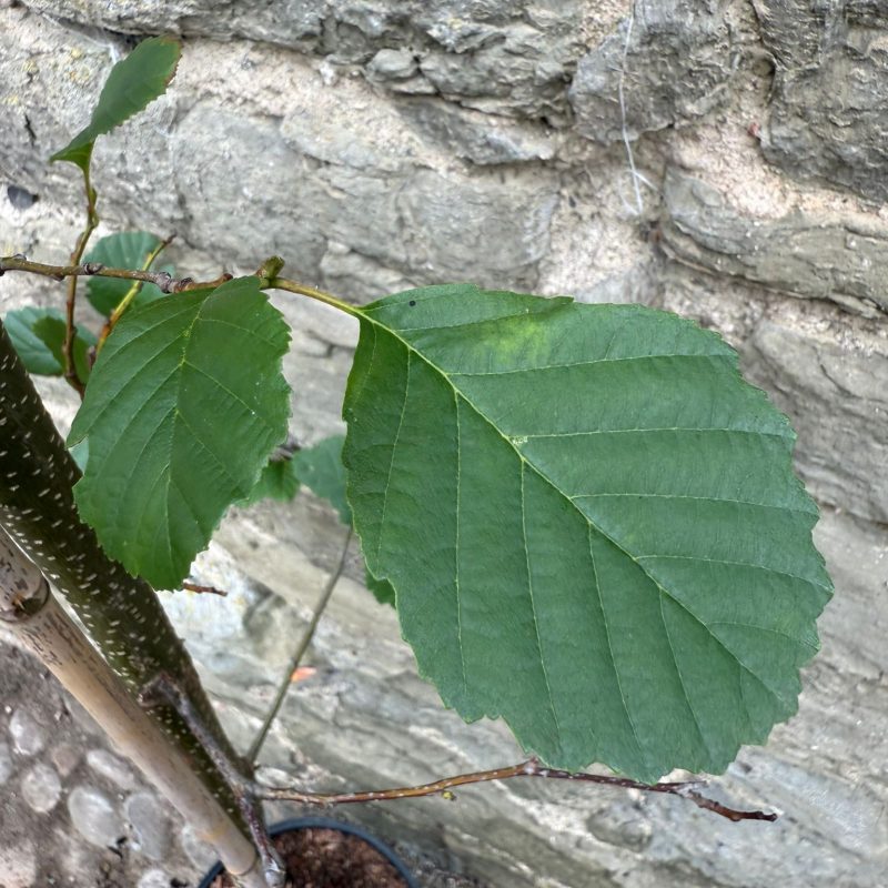 Bare Root Native Alder Tree | Trees Direct