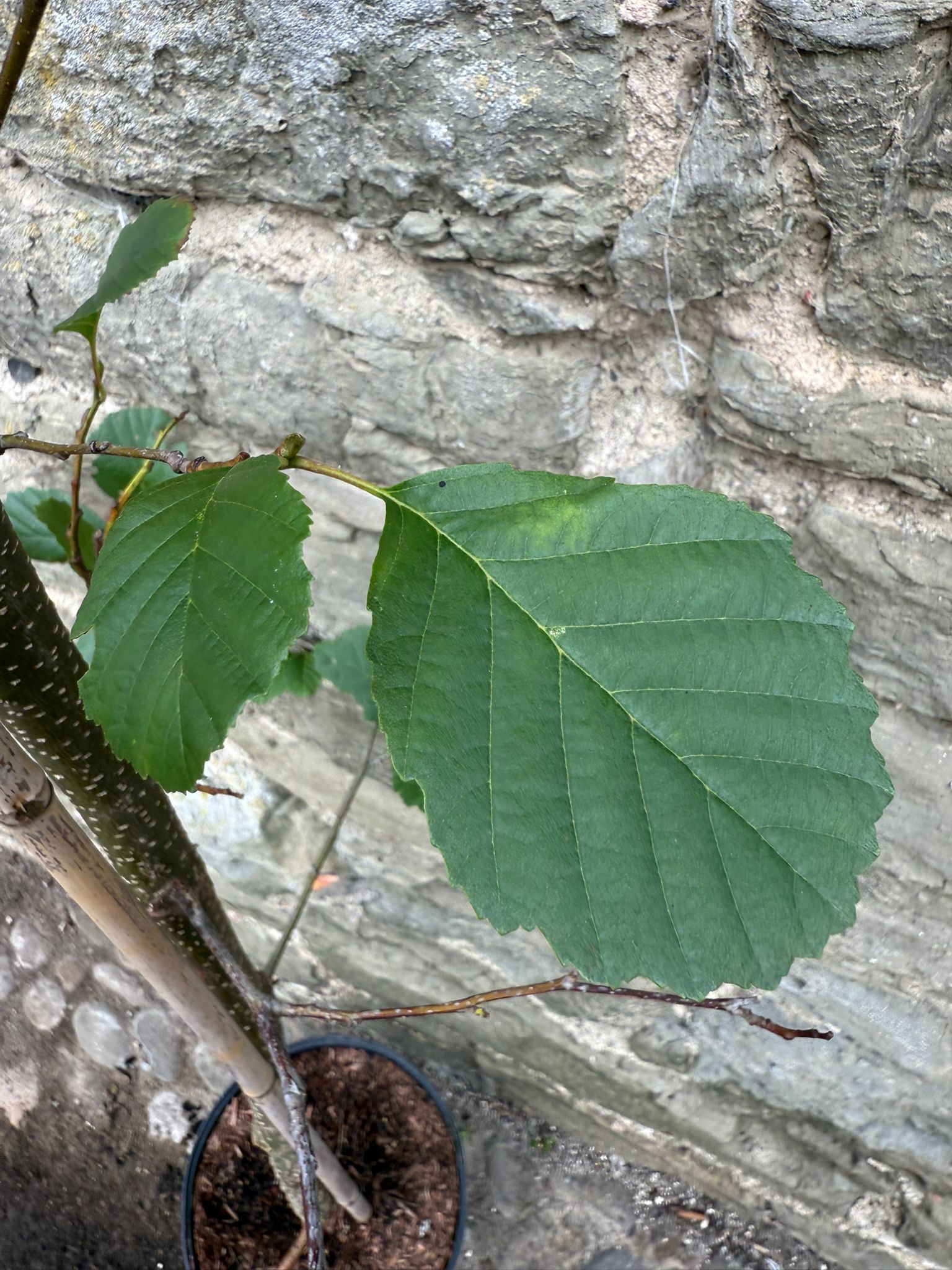 Bare Root Native Alder Tree | Trees Direct