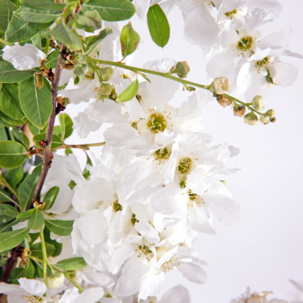 Crab Apple Wedding Bouquet Trees For Sale | Trees Direct