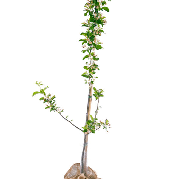 Crab Apple Wedding Bouquet Trees For Sale | Trees Direct