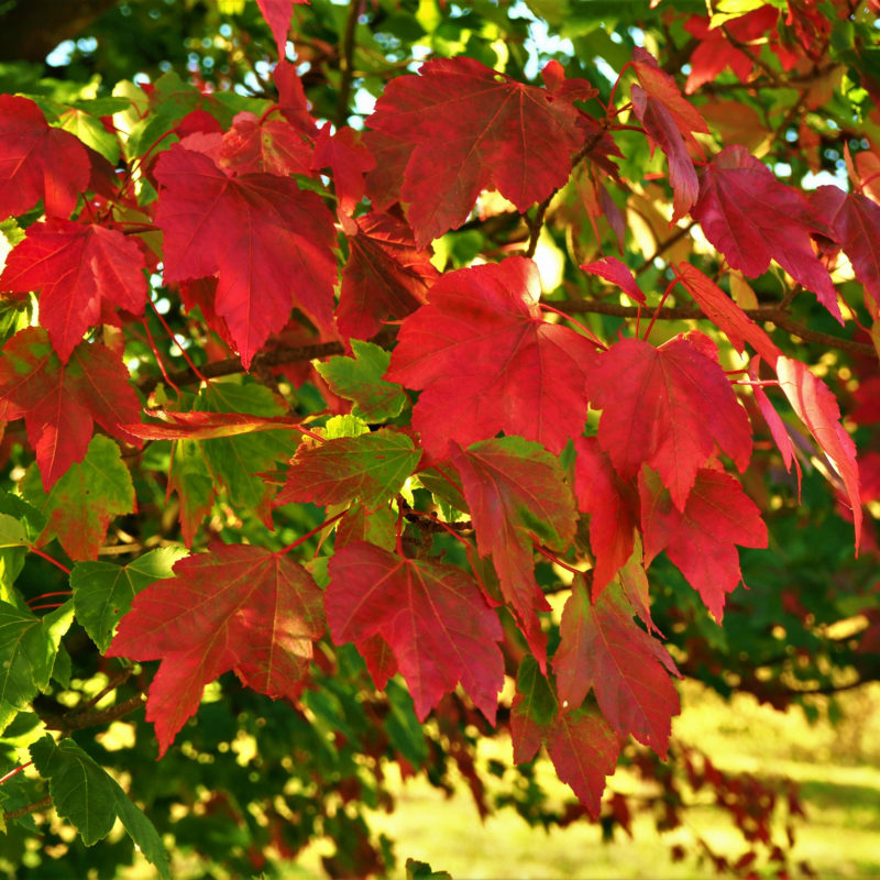 Acer Rubrum Trees For Sale | Trees Direct