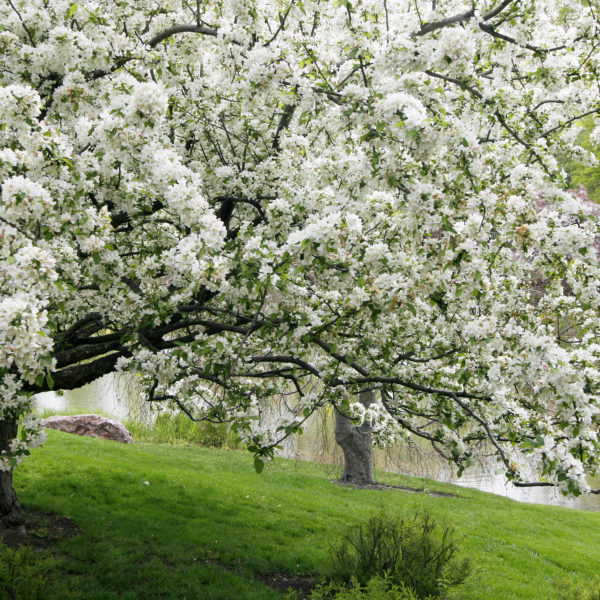 Crab Apple Wedding Bouquet Trees For Sale | Trees Direct