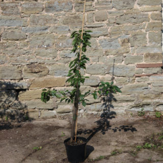 Cherry Kordia Trees For Sale | Trees Direct