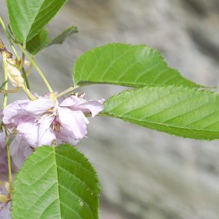 Flowering Cherry Pink Perfection Trees | Trees Direct