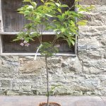 Flowering Cherry Pink Perfection Trees | Trees Direct