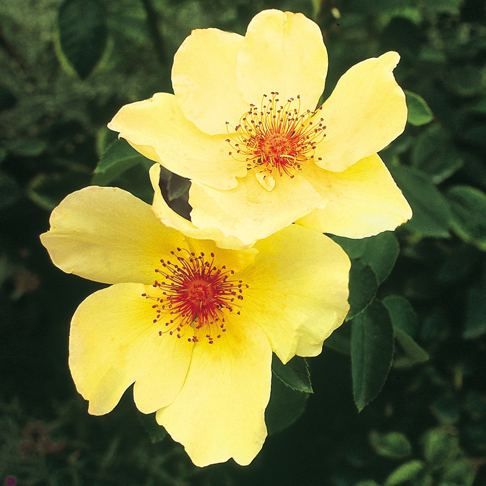 Rose Golden Wings | Trees Direct