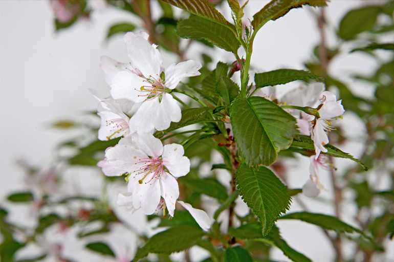 Flowering Cherry The Bride Trees For Sale | Trees Direct