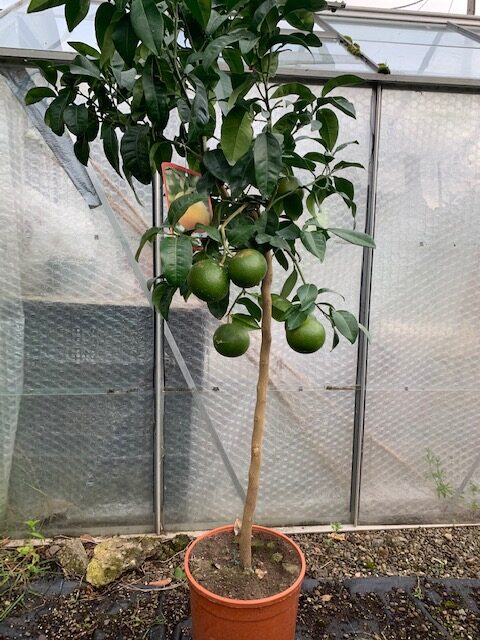 Grapefruit | Trees Direct